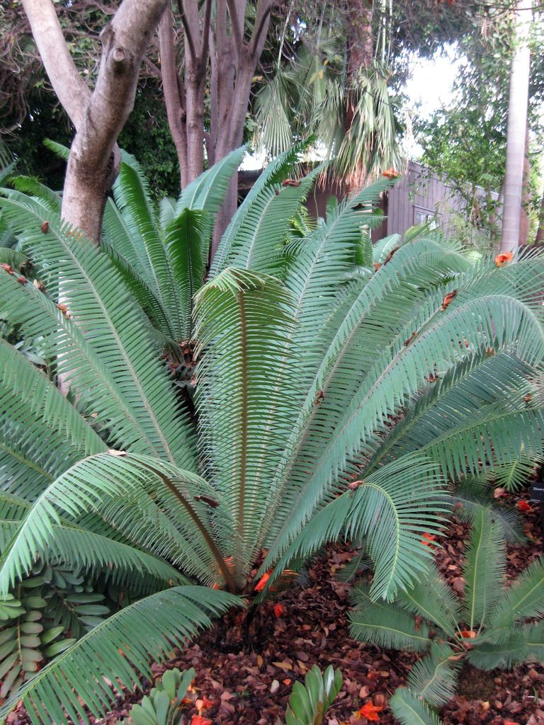 (Dioon pectinatum) - Botanical Realm