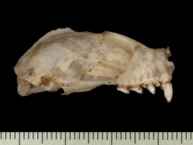 Philippine Tube-nosed Fruit Bat (Nyctimene rabori) - Know Your Mammals