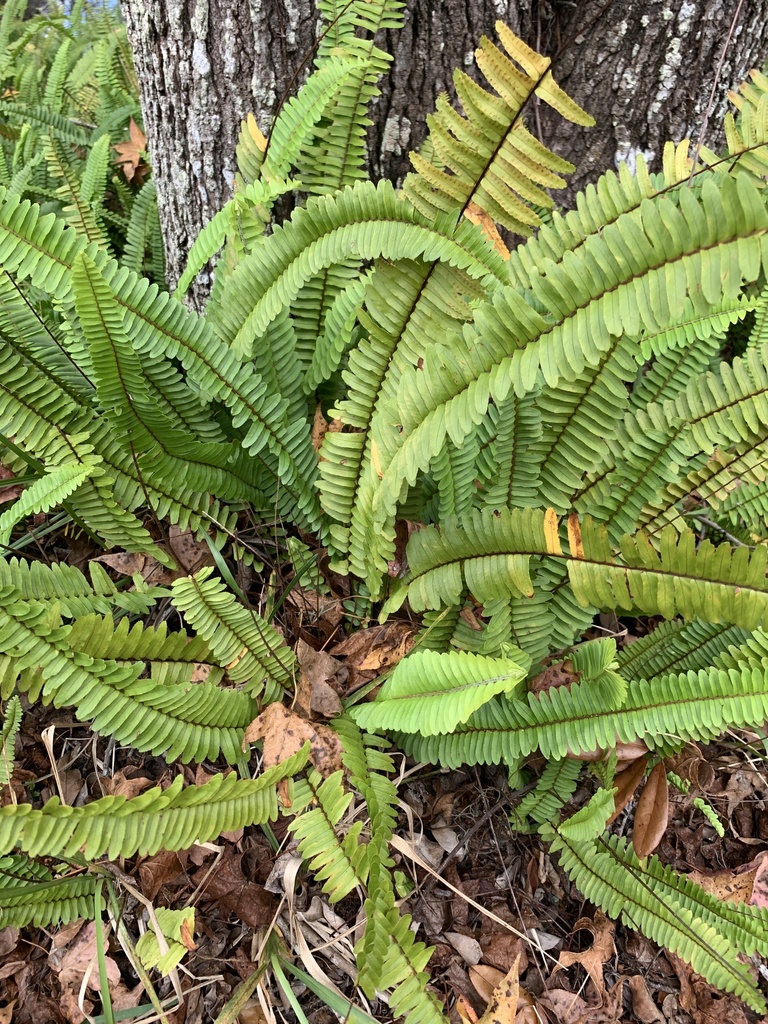 sword ferns from Florida College, Temple Terrace, FL, US on January 16 ...