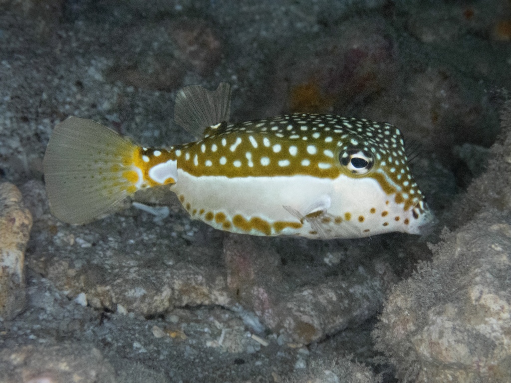 Whitley's Boxfish in January 2020 by tdreiling · iNaturalist