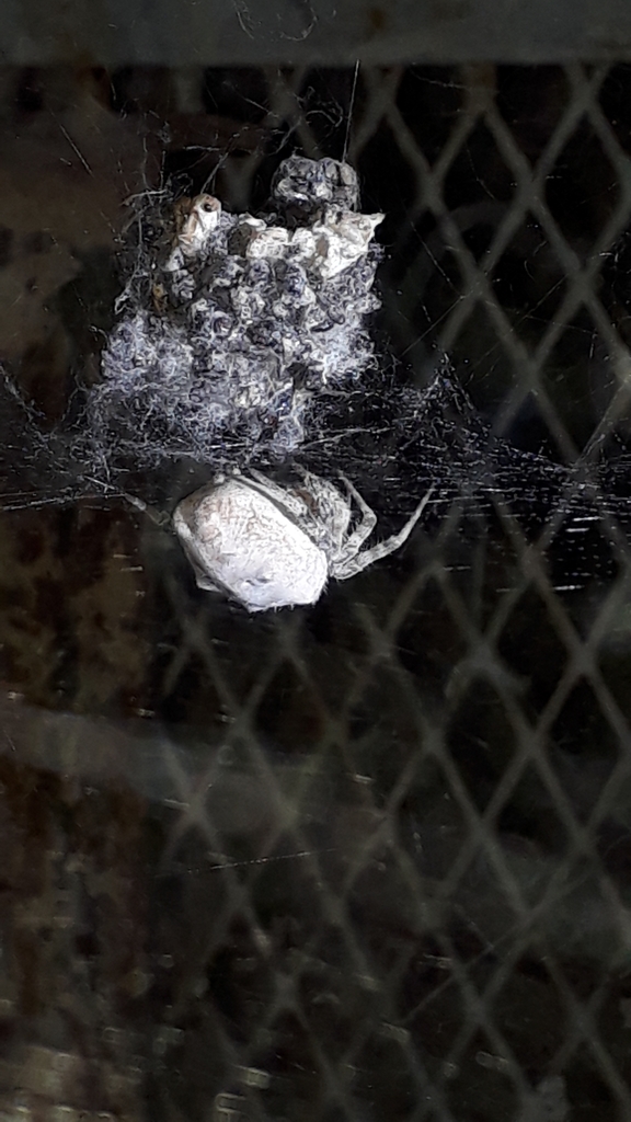 Tropical Tent-web Spider in December 2019 by Larbi Afoutni · iNaturalist