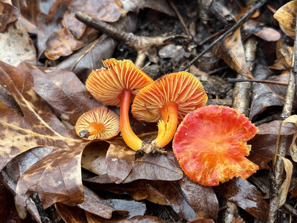 Orange Waxcap from Tribble Mill Park, Lawrenceville, GA, US on December ...