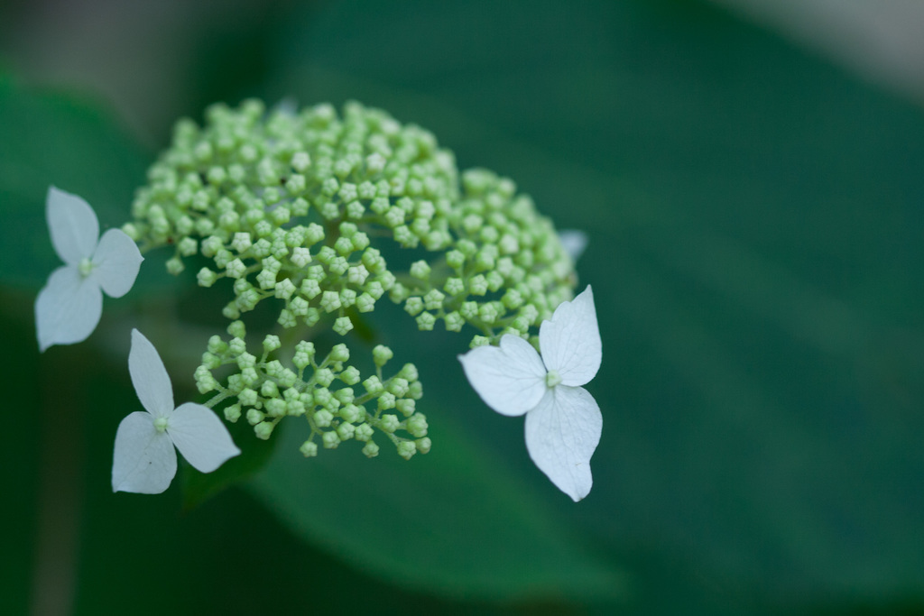 Wild Hydrangea (Wildflowers of the Preserve at Shaker Village ...