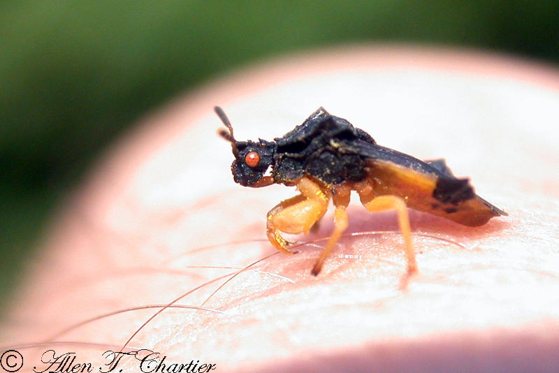 Pennsylvania Ambush Bug from Amherstburg, ON, Canada on September 14 ...