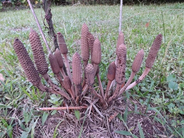 (Zamia variegata) - Botanical Realm
