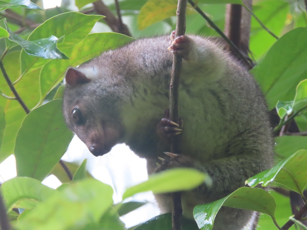 Northern Common Cuscus from Banda Naira, ID on July 15, 2019 at 12:58 ...