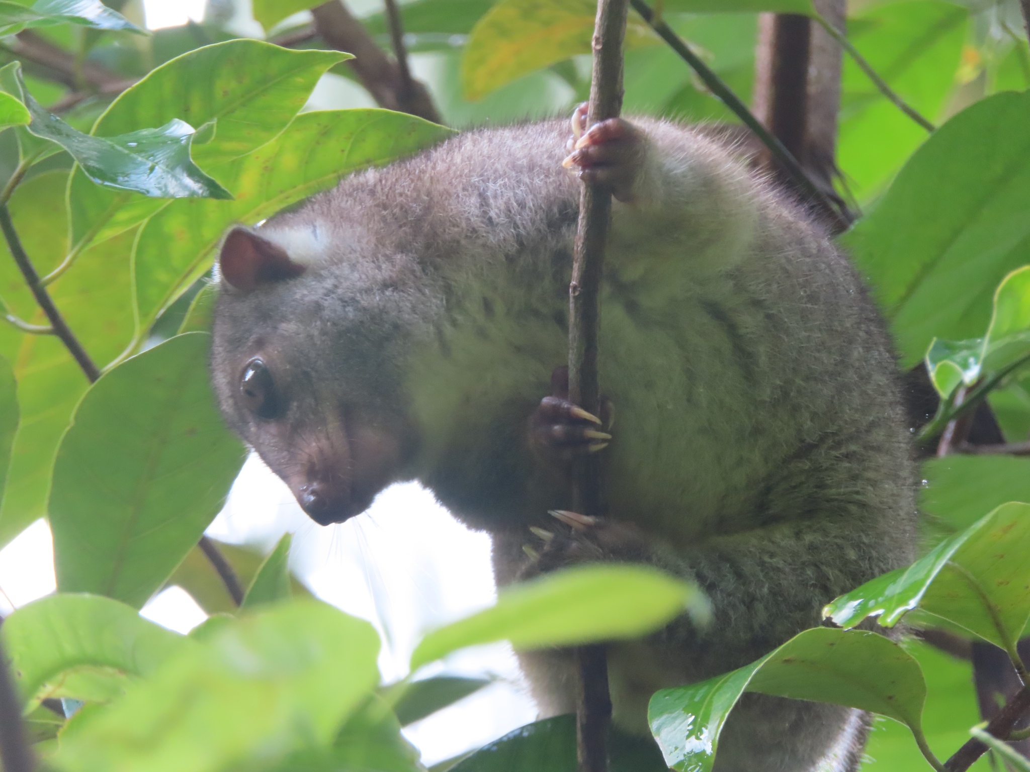 Phalanger orientalis (Pallas, 1766)