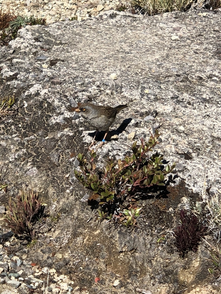 Volcano Junco from Reserva Forestal Los Santos, Dota, San Jose, CR on ...