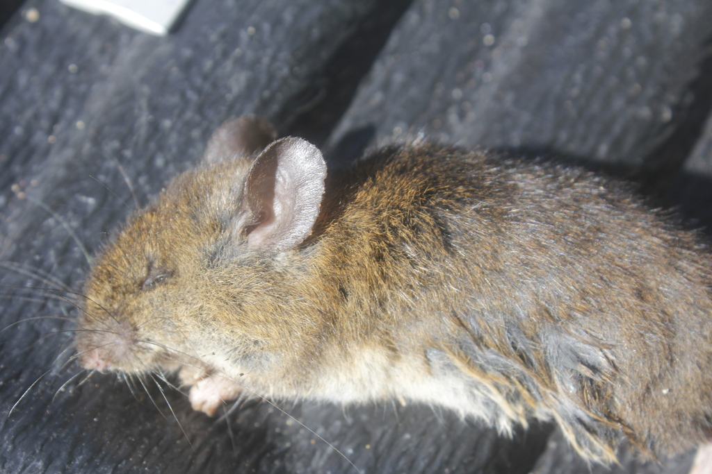 Chapman's Rice Rat in March 2019 by Juan Cruzado Cortés · iNaturalist