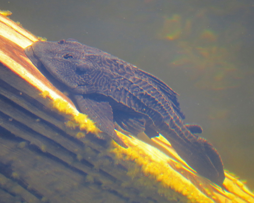 Sailfin Catfishes from Big Cypress, FL, USA on January 16, 2020 at 10: ...