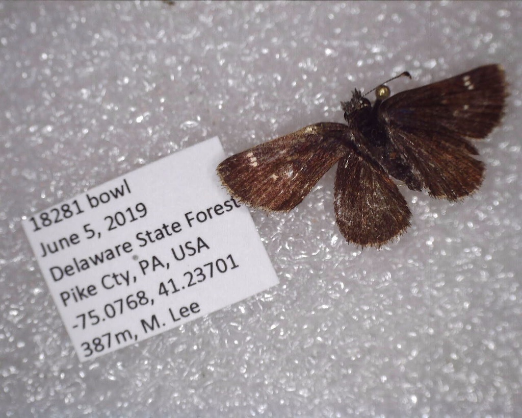 Pepper and Salt Skipper from Pike County, PA, USA on June 5, 2019 at 02 ...