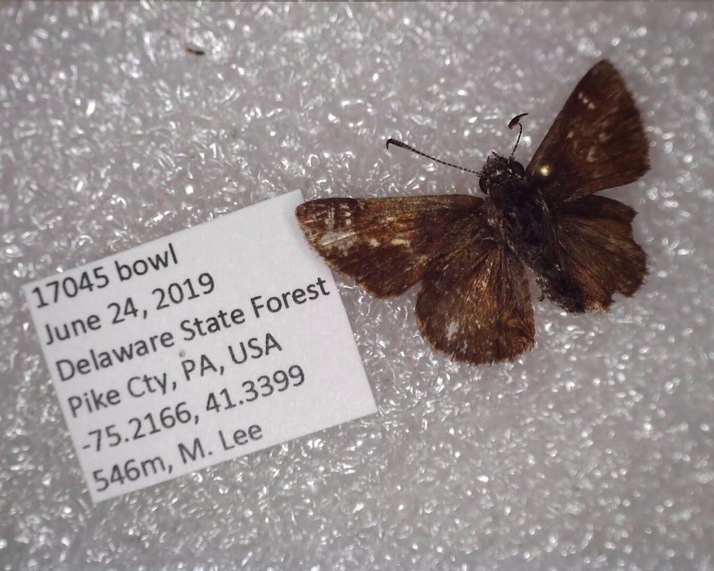 Pepper and Salt Skipper from Pike County, PA, USA on June 24, 2019 at ...