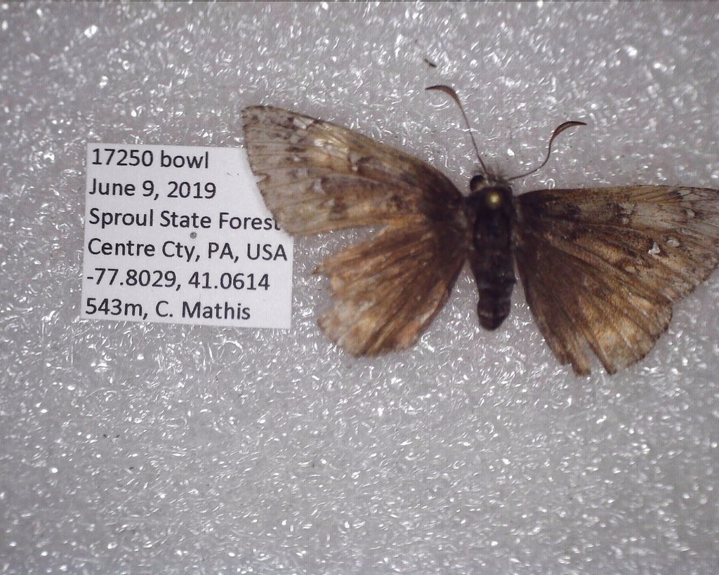 Juvenal's Duskywing from Centre County, PA, USA on June 09, 2019 at 02: ...