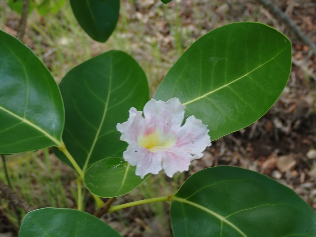 Tabebuia pallida from La Pompe, St Vincent and the Grenadines on ...