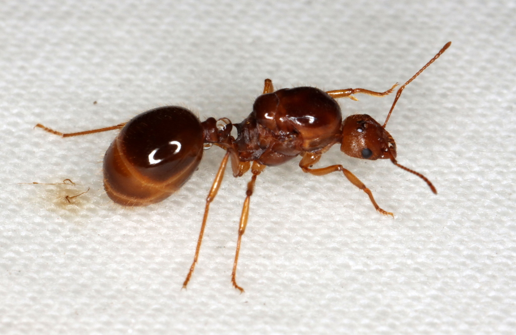Funnel Ant from Bull Hill, Tinonee NSW 2430, Australia on January 16 ...
