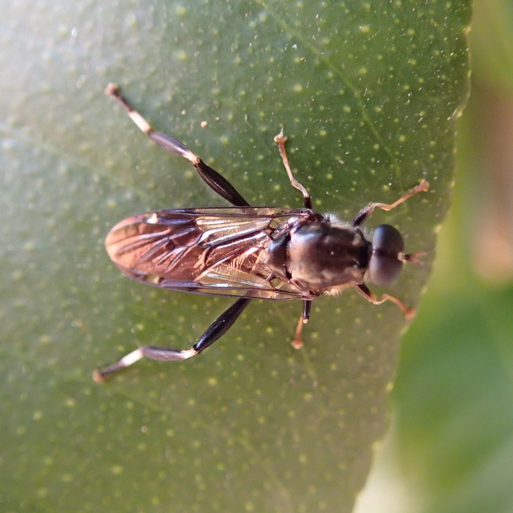 Garden soldier fly from Tweed Heads NSW, Australia on September 07 ...