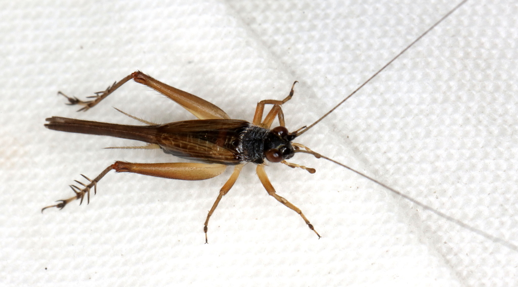 Trigs and Sword-tailed Crickets from Bull Hill, Tinonee NSW 2430 ...