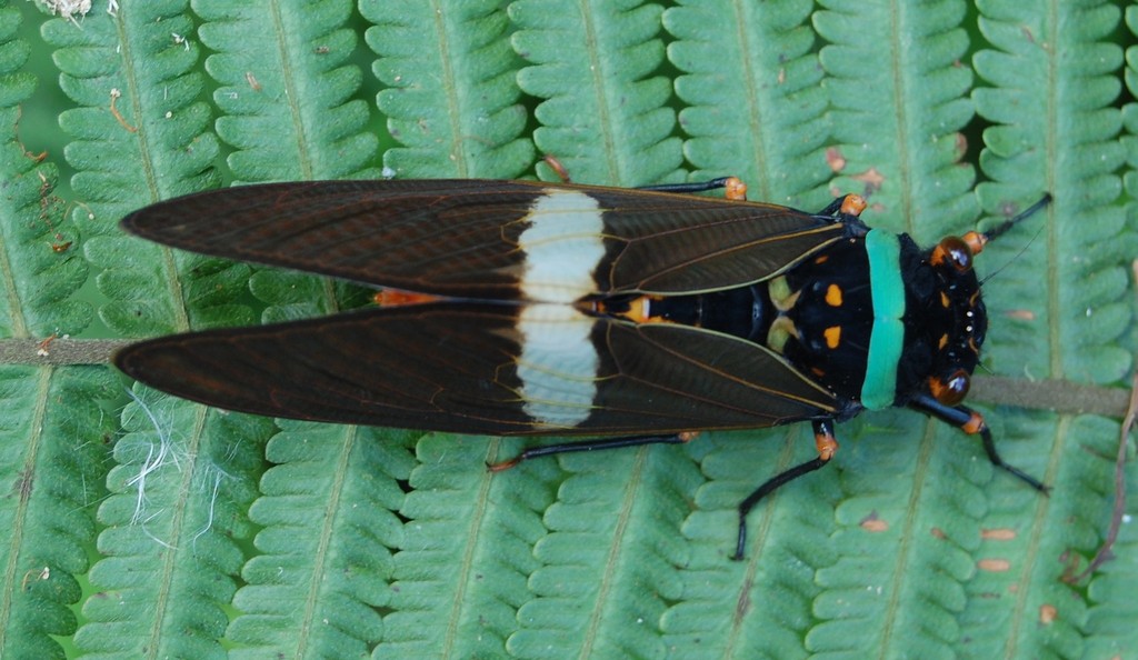 Tosena fasciata from Bukit Fraser, 49000 Bukit Fraser, Pahang, Malaysia ...