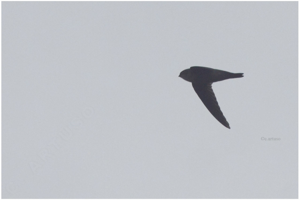 Uniform Swiftlet (Aerodramus vanikorensis) - Avian Discovery