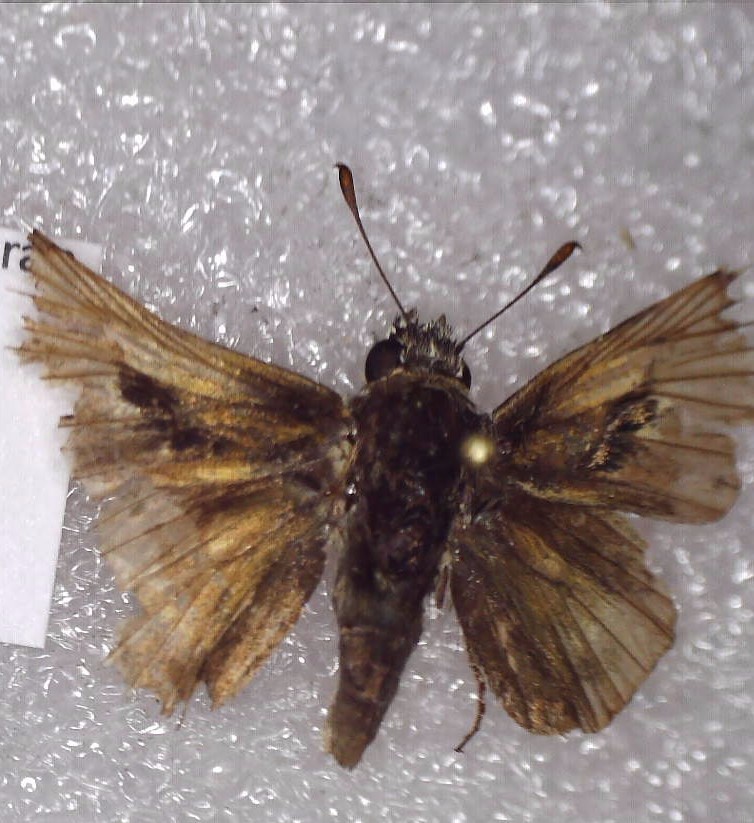 Hesperiini in July 2019 by Codey Mathis · iNaturalist