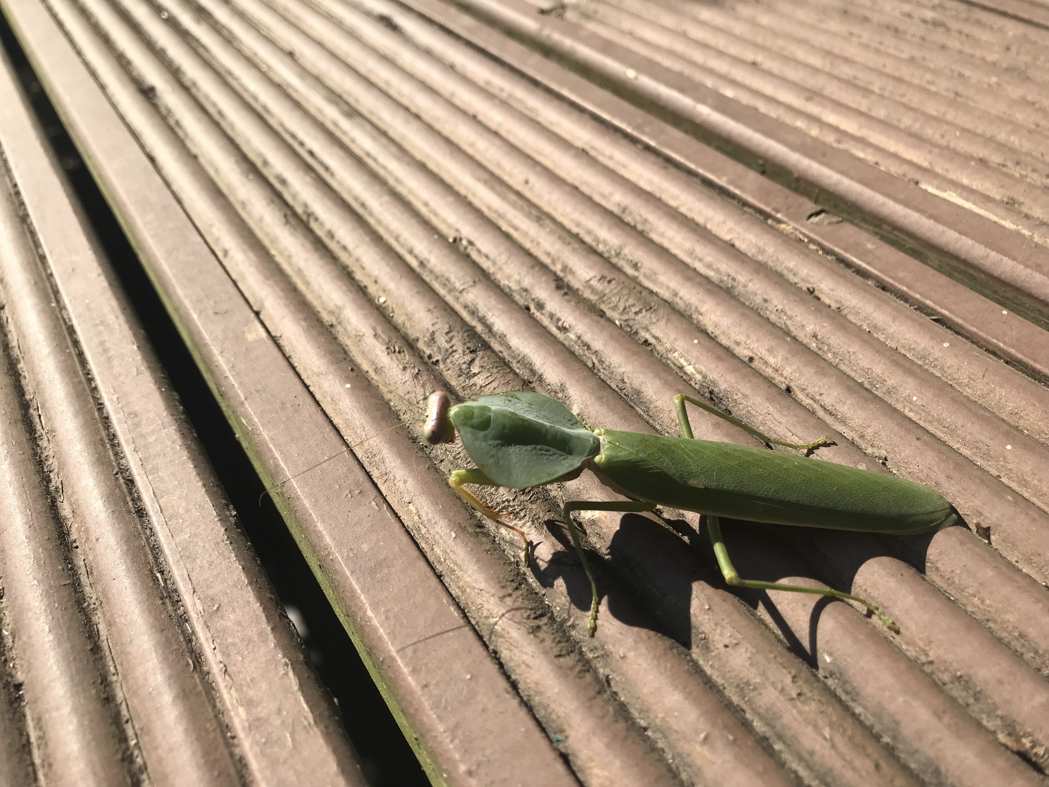 Rhombodera latipronotum Zhang