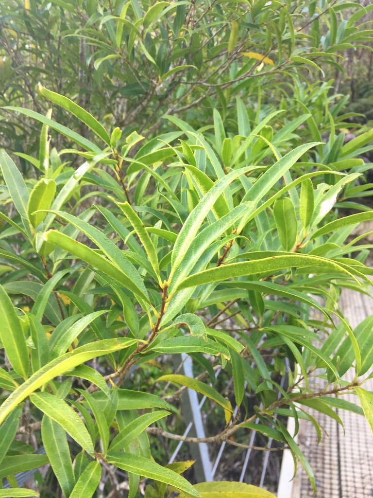 White Maire from Coromandel Forest Park, New Zealand on October 28 ...