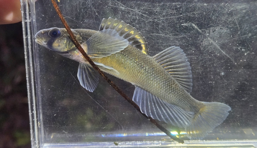 River Darter (Percina shumardi) - Marine Life Identification