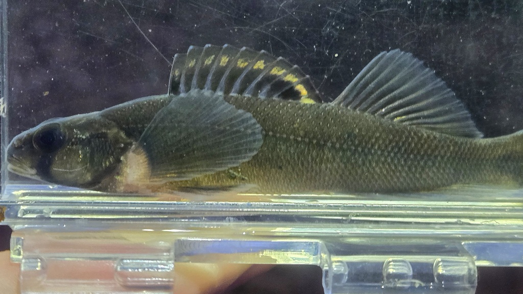 River Darter (Percina shumardi) - Marine Life Identification