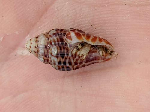 Anachis fluctuata · iNaturalist