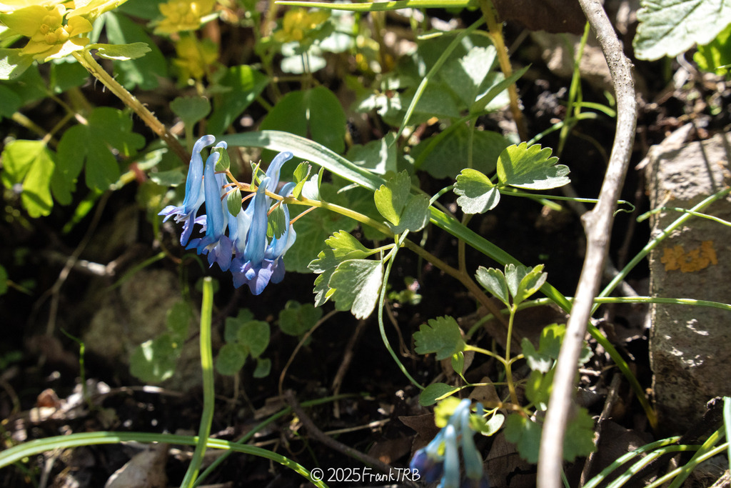 Corydalis fumariifolia from Huanren Manchu Autonomous County, Benxi ...