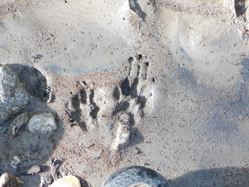 American Badger from Hassayampa River Preserve, Wickenburg, Maricopa ...