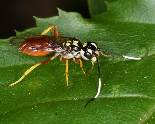 Orthogonalys pulchella · iNaturalist