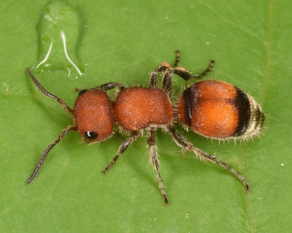Pseudomethoca simillima (Arthropods of Long Branch/Glencarlyn Park ...