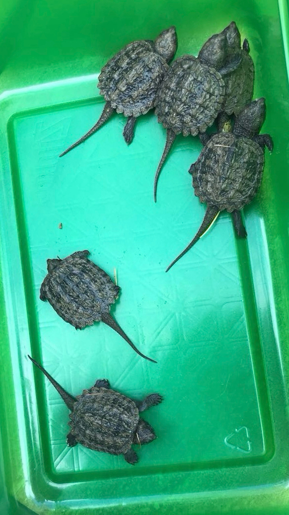 Common Snapping Turtle from Overbrook Ave, Dallas, PA, US on September ...