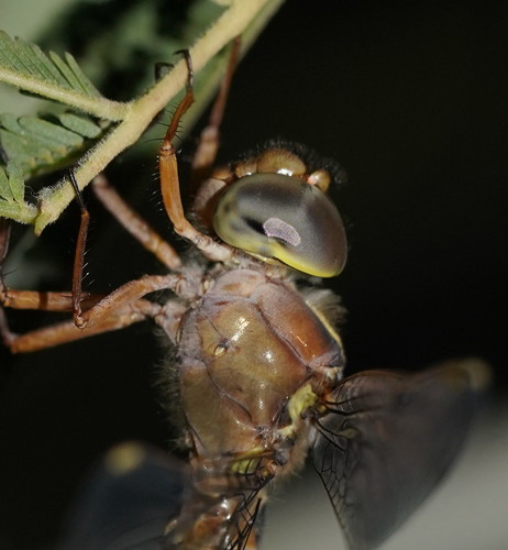 Apocordulia macrops · Naturalista Costa Rica