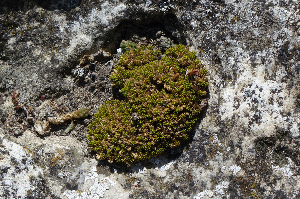Colobanthus brevisepalus in January 2020 by John Barkla. Occasional, in ...