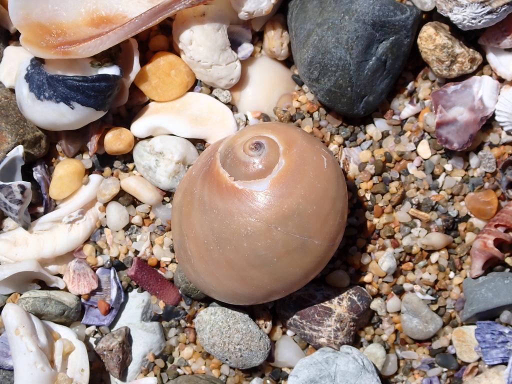Bladder Moon Snail from Woolgoolga NSW 2456, Australia on December 6 ...