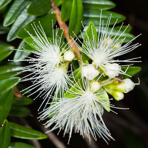 Metrosideros operculata · iNaturalist