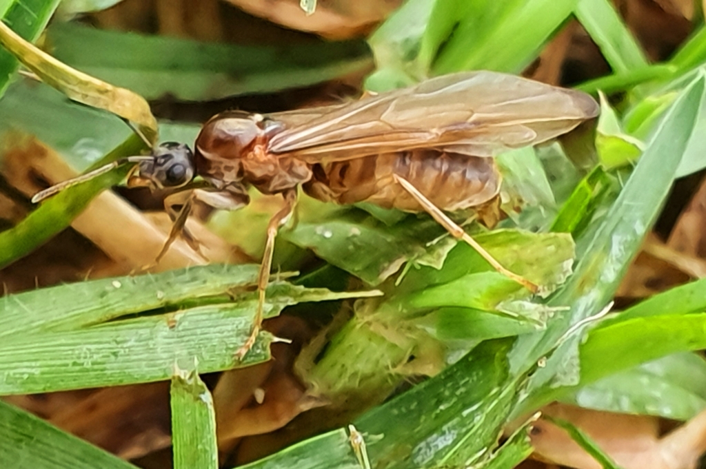 Anoplolepis nuptialis in January 2020 by Annie · iNaturalist