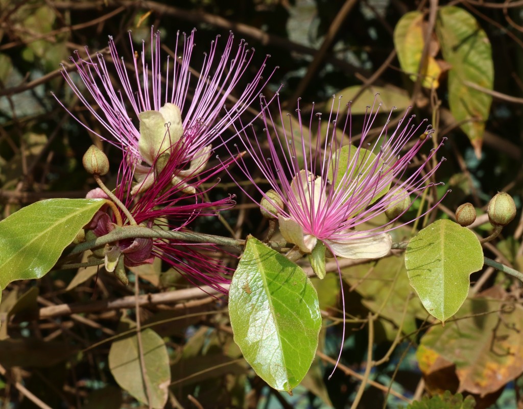 Indian caper (Capparis zeylanica) - Botanical Realm