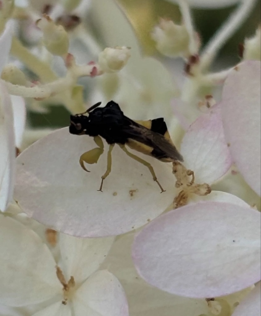 Jagged Ambush Bugs in September 2025 by paloma_quintero · iNaturalist