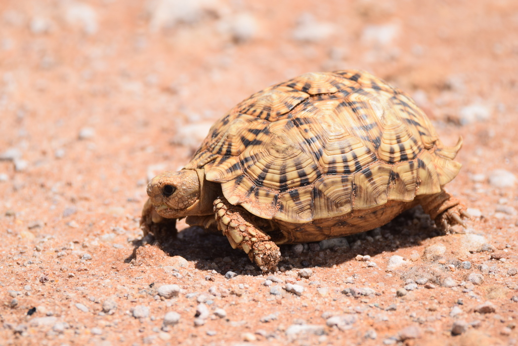 Serrated Tortoise from Karas Region, Namibia on February 11, 2017 at 05 ...