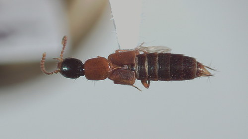 Bisnius cephalicus · iNaturalist