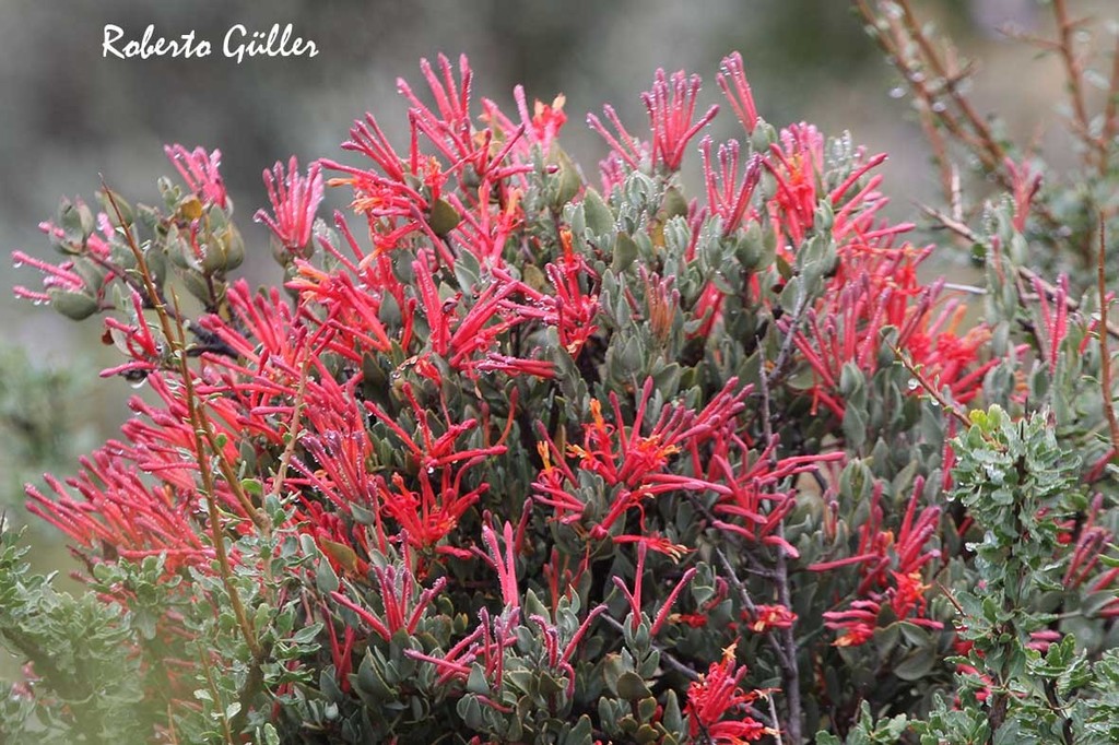 (Tristerix verticillatus) - Botanical Realm