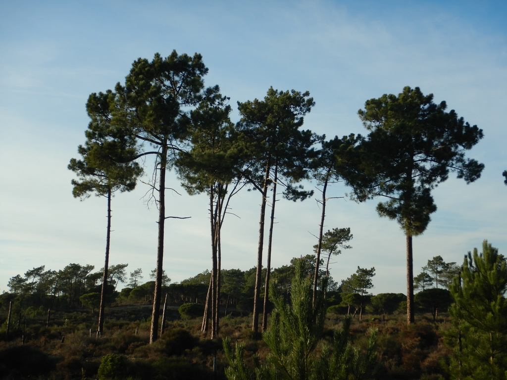 maritime pine (Pinus pinaster) - Botanical Realm