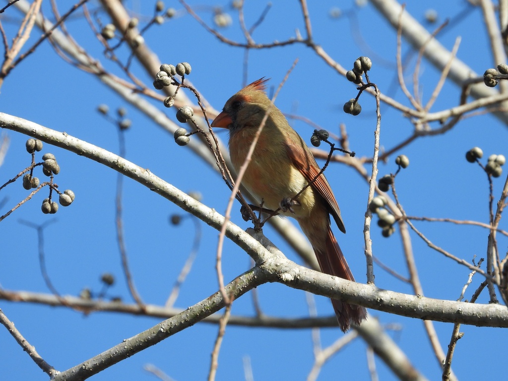Northern Cardinal from Eldridge / West Oaks, Houston, TX, USA on ...