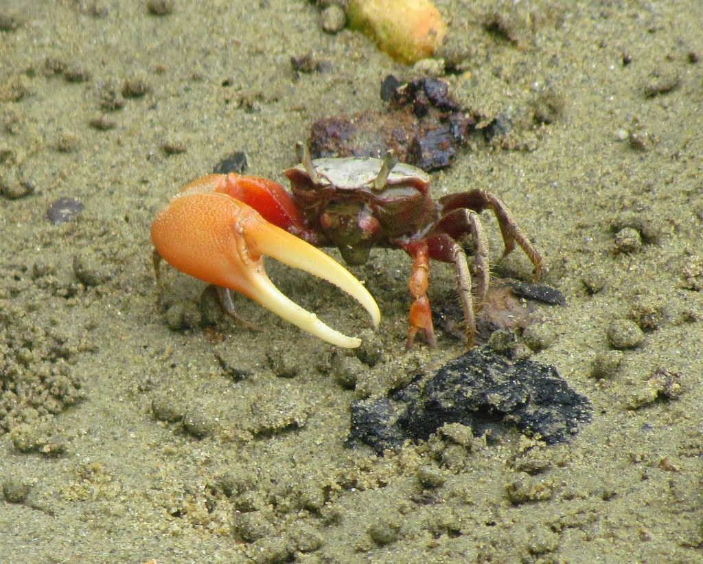 Mudflat Fiddler Crab (Baal ) · iNaturalist Mexico