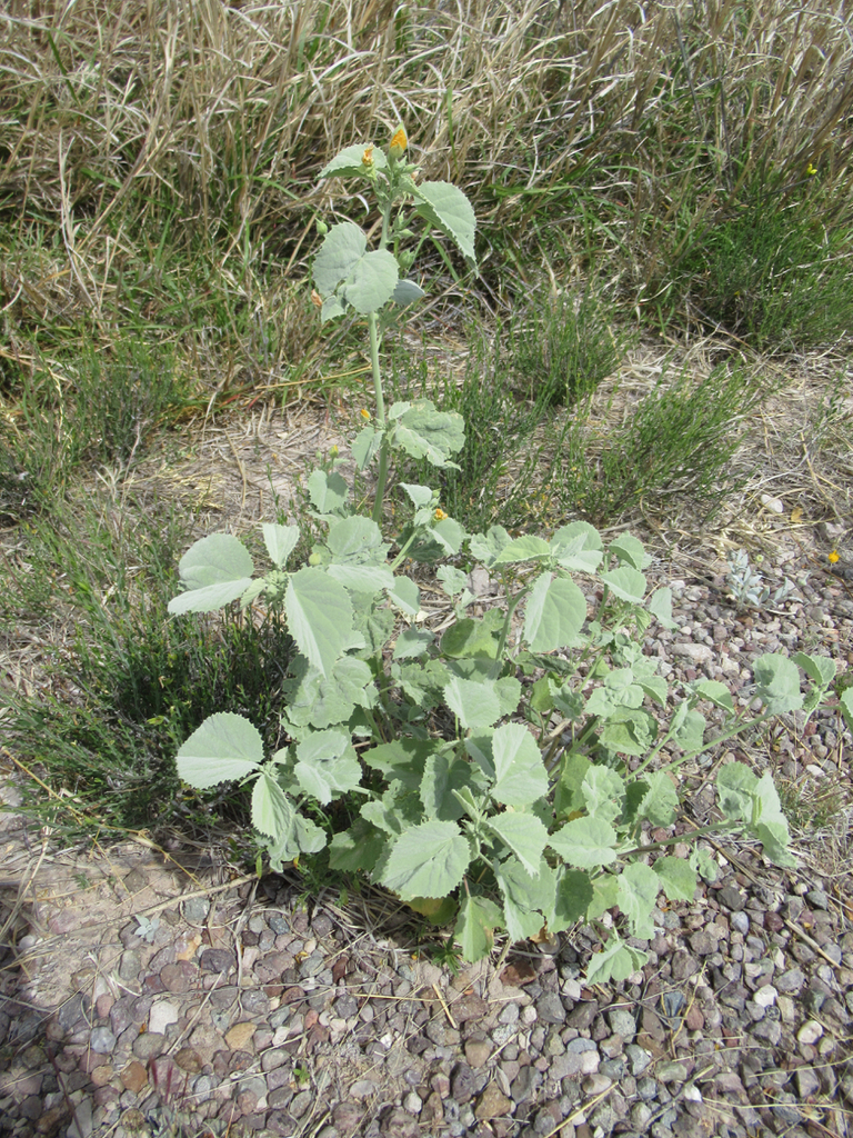 Yellow Indian Mallow from Boquillas Canyon Trail, Big Bend NP, Brewster ...