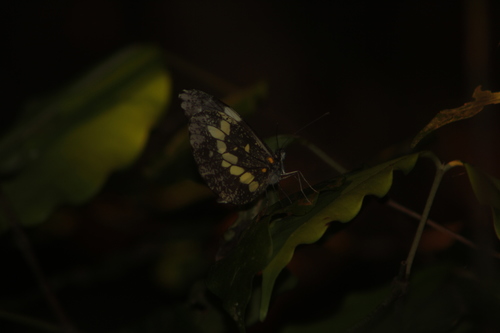 Subspecies Dismorphia eunoe eunoe · iNaturalist