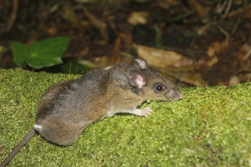 Totontepec deer mouse (Peromyscus totontepecus) · iNaturalist